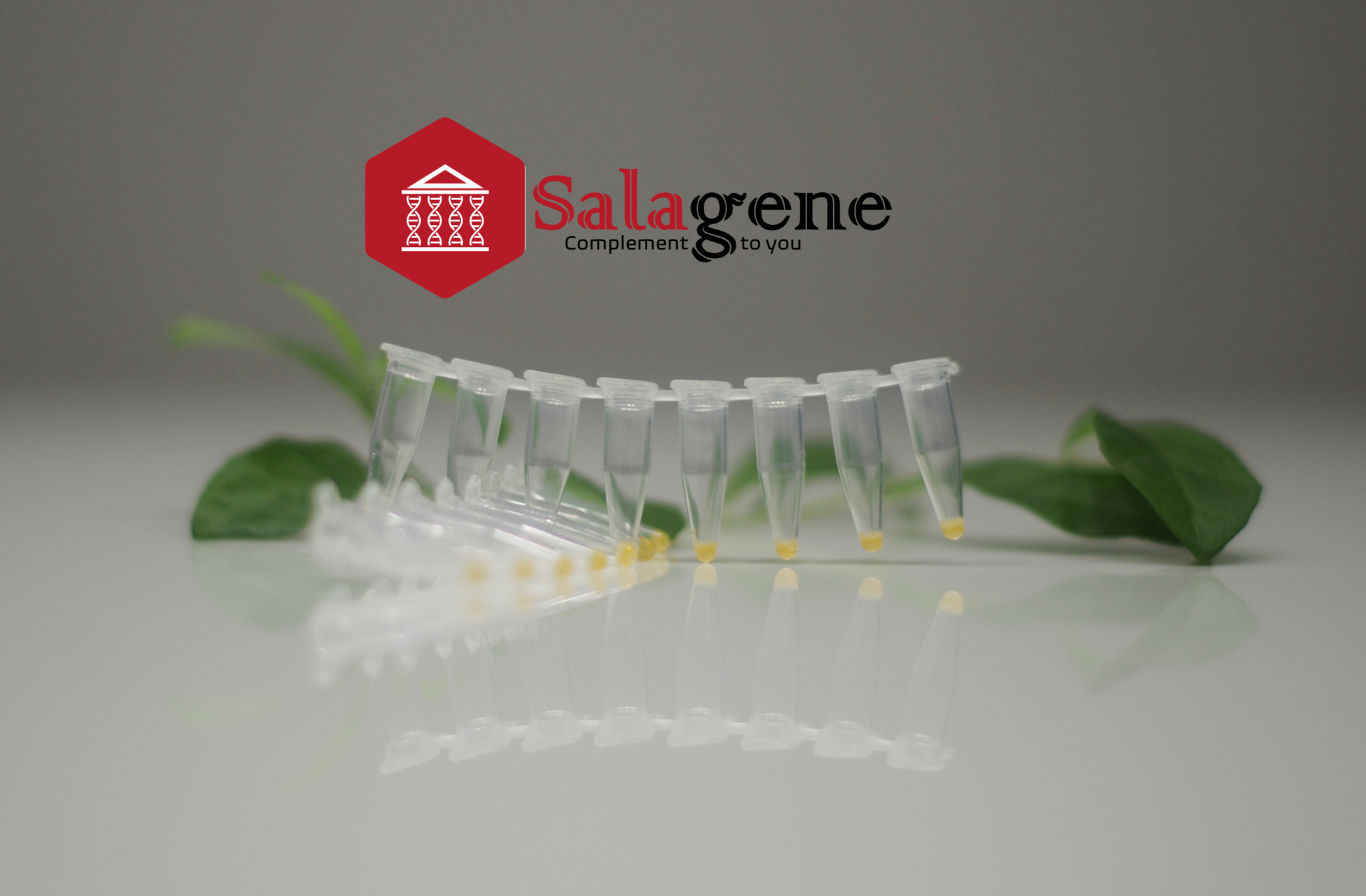 Direct PCR for plant tissue - Salagene